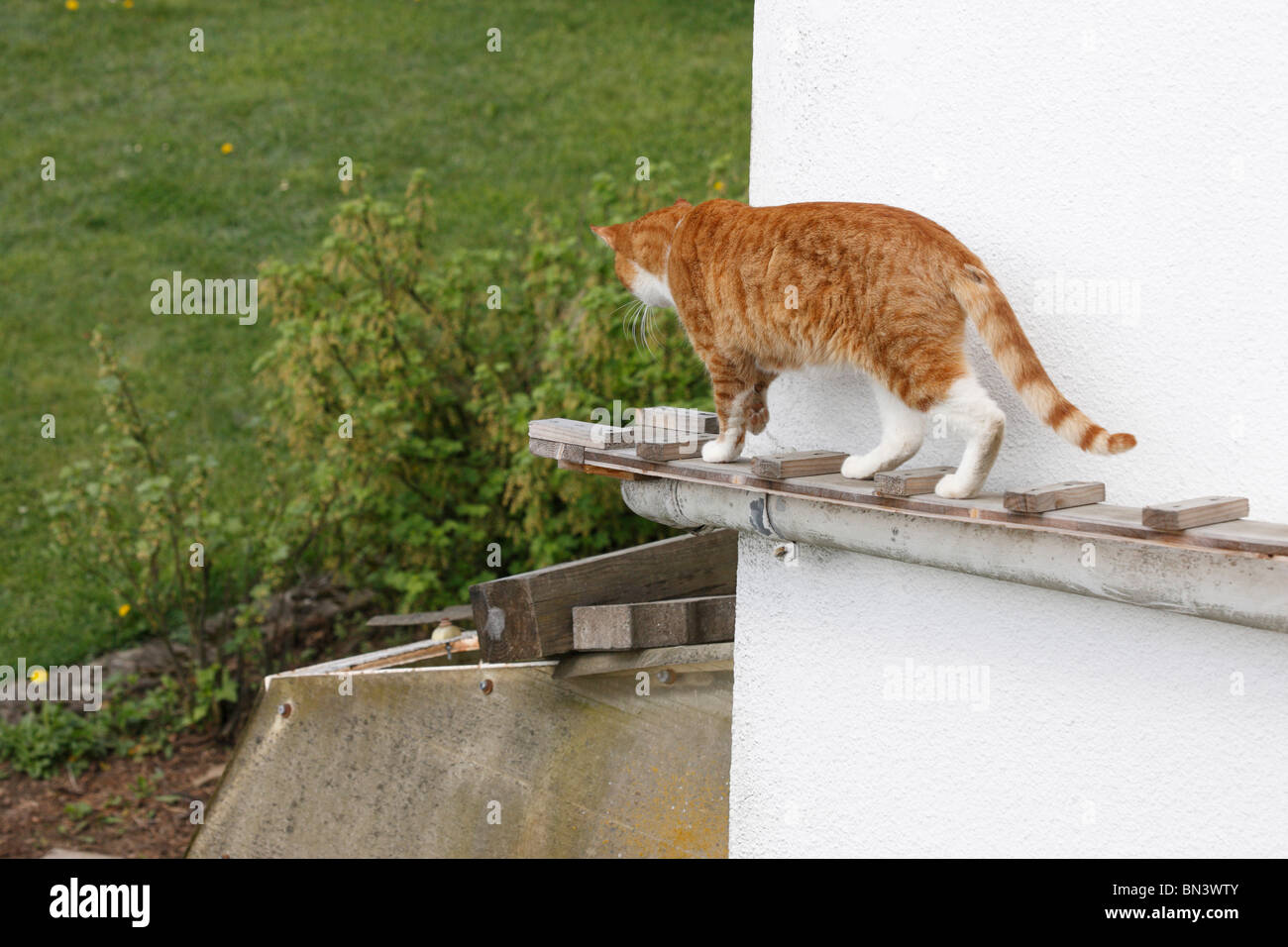 Tomcat on stairs hi-res stock photography and images - Alamy