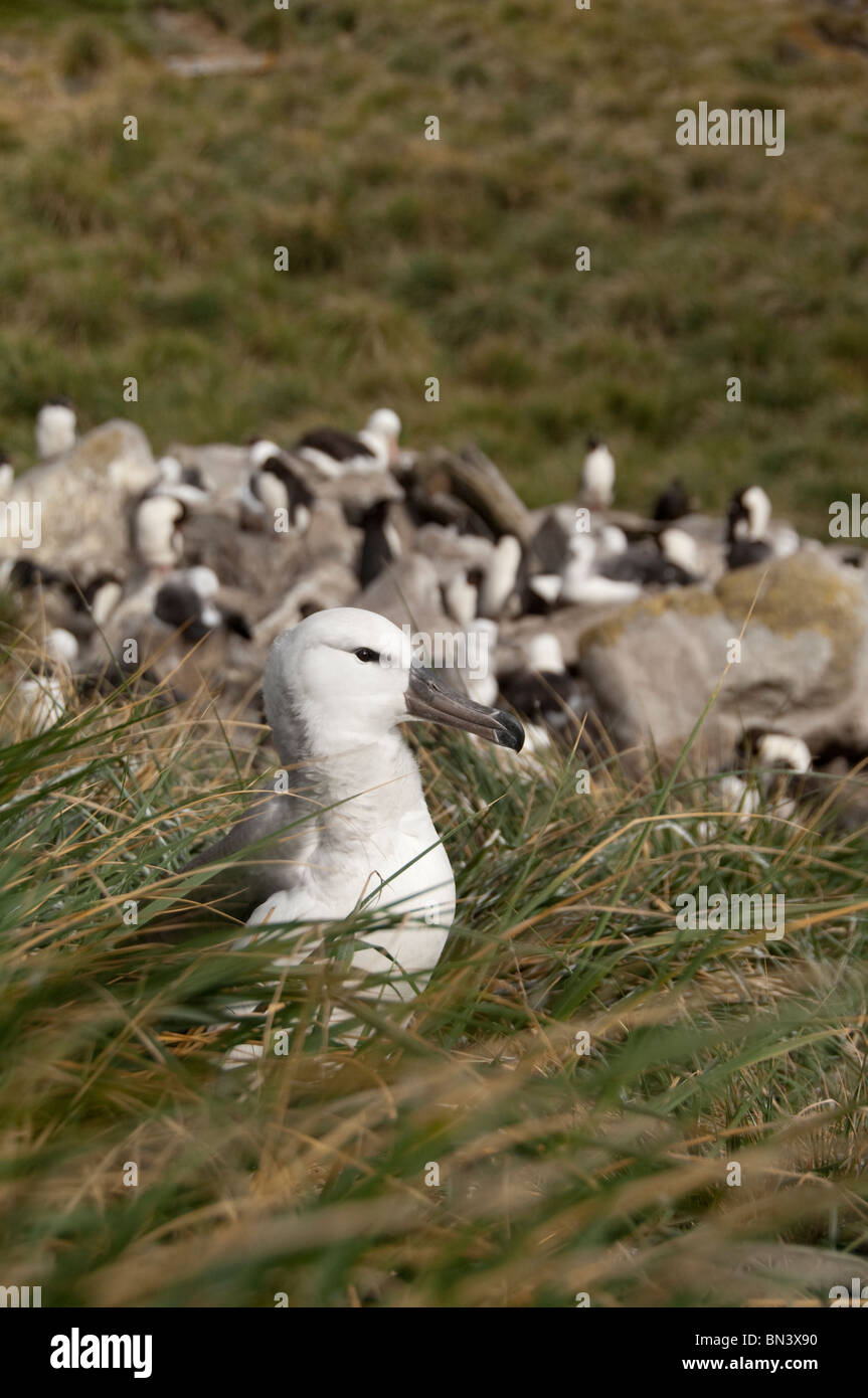 Falkland Islands, West Falkland, West Point Island. Fledgling Black ...