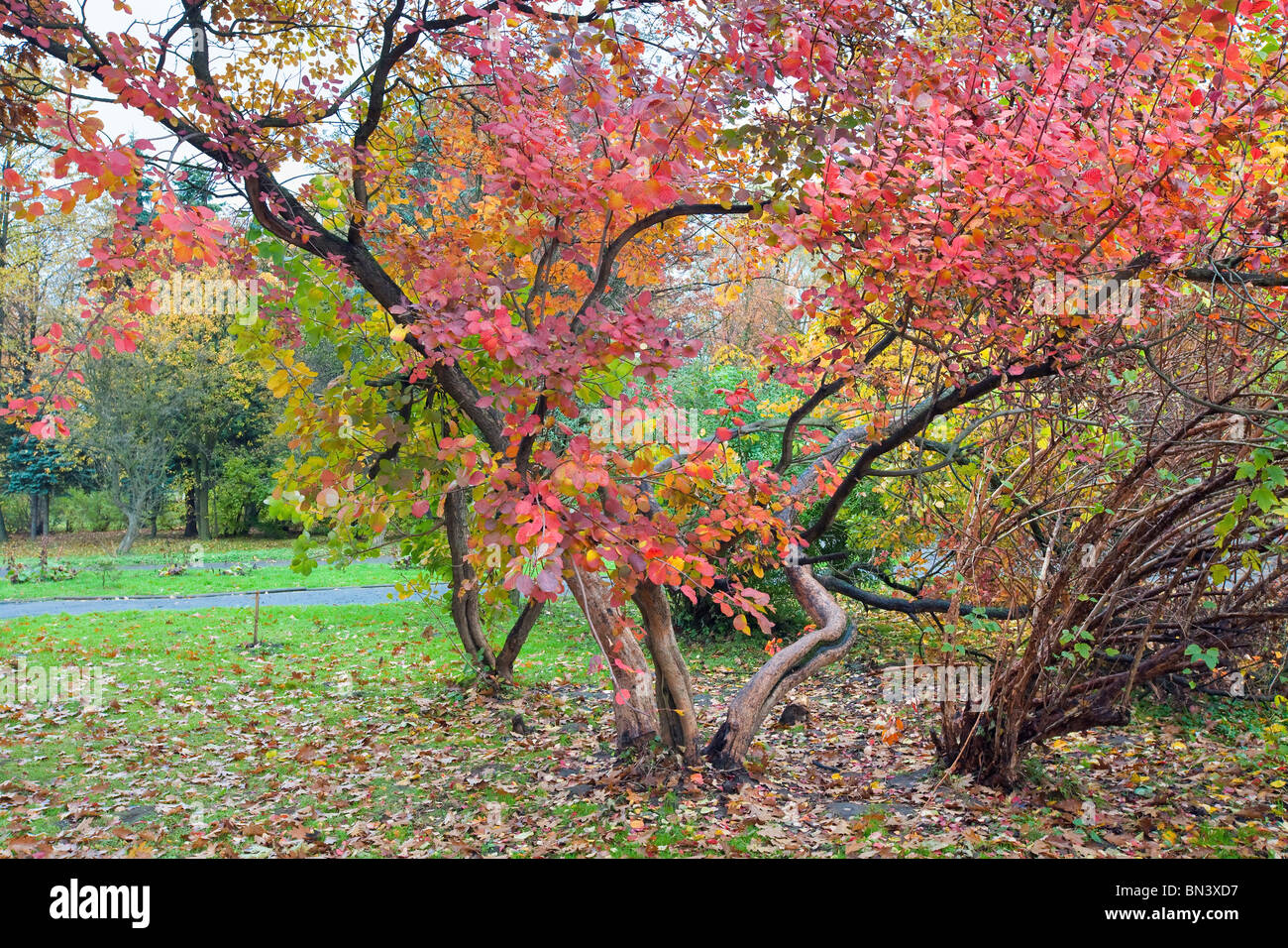 Big tree with red foliage in golden autumn city park Stock Photo - Alamy