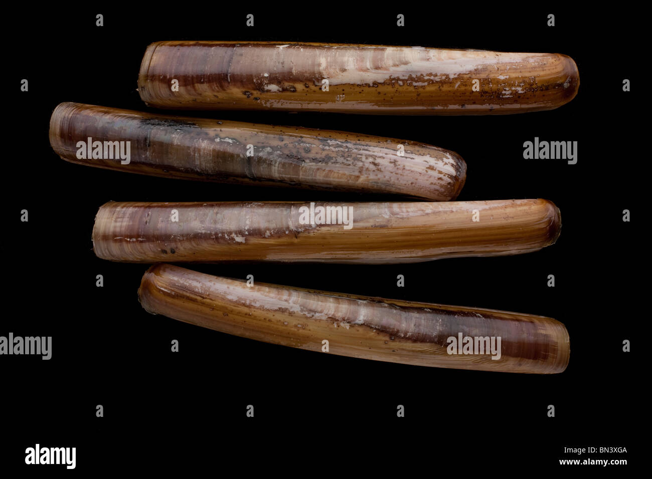 Razor clams in their shell Stock Photo - Alamy
