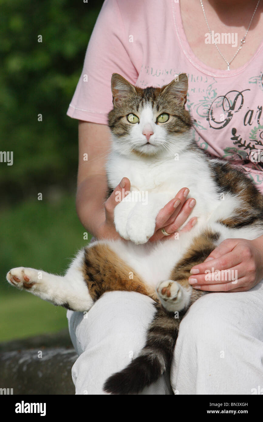 domestic cat, house cat, European Shorthair (Felis silvestris f. catus ...