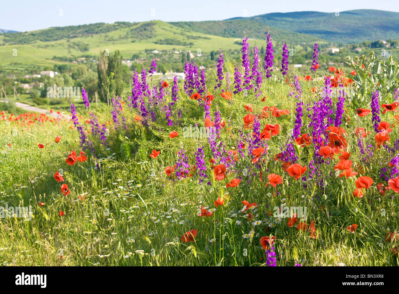 Beautiful summer mountain country landscape with red poppy, white ...