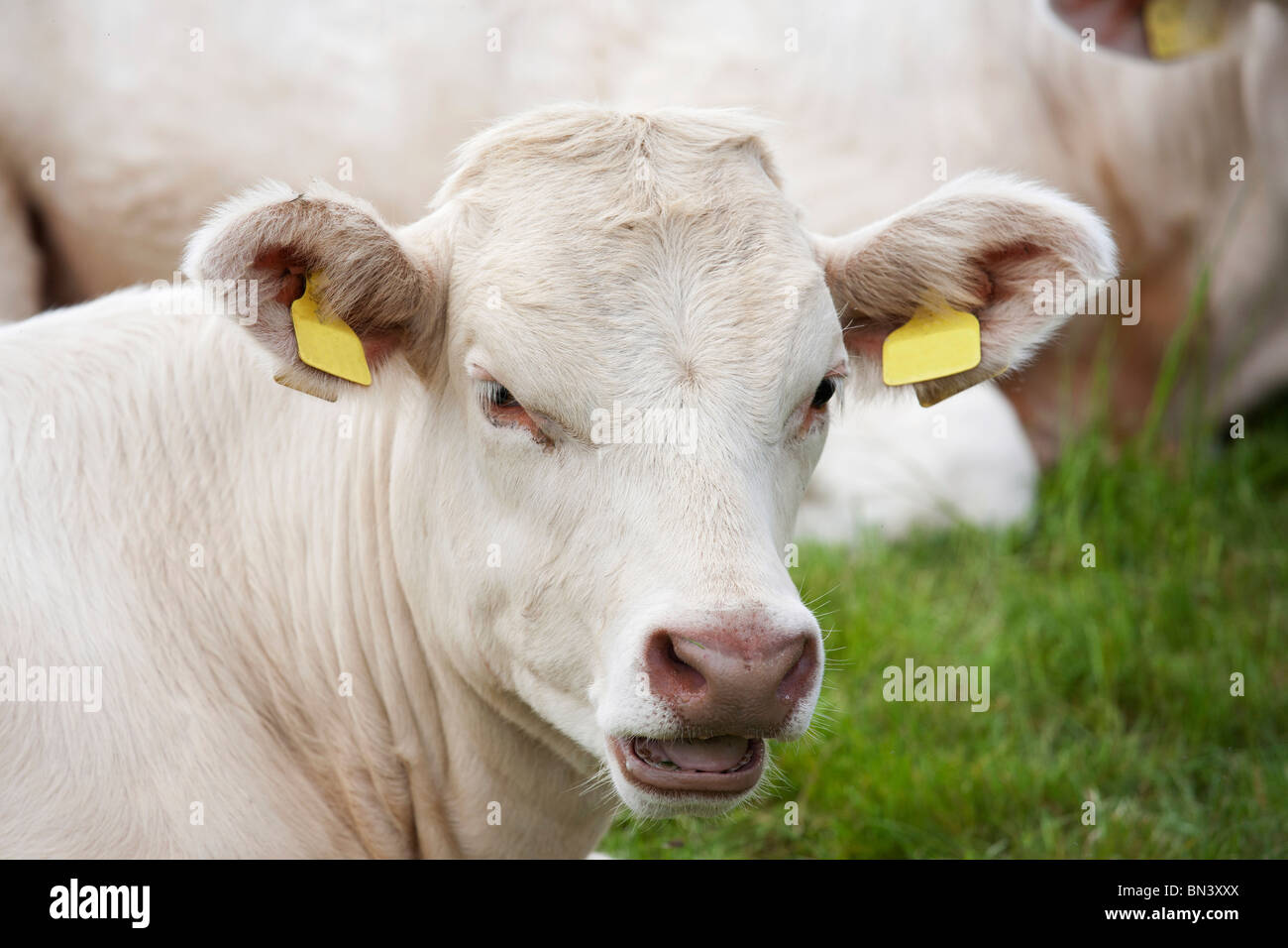 Cow relaxing in farm hi-res stock photography and images - Alamy