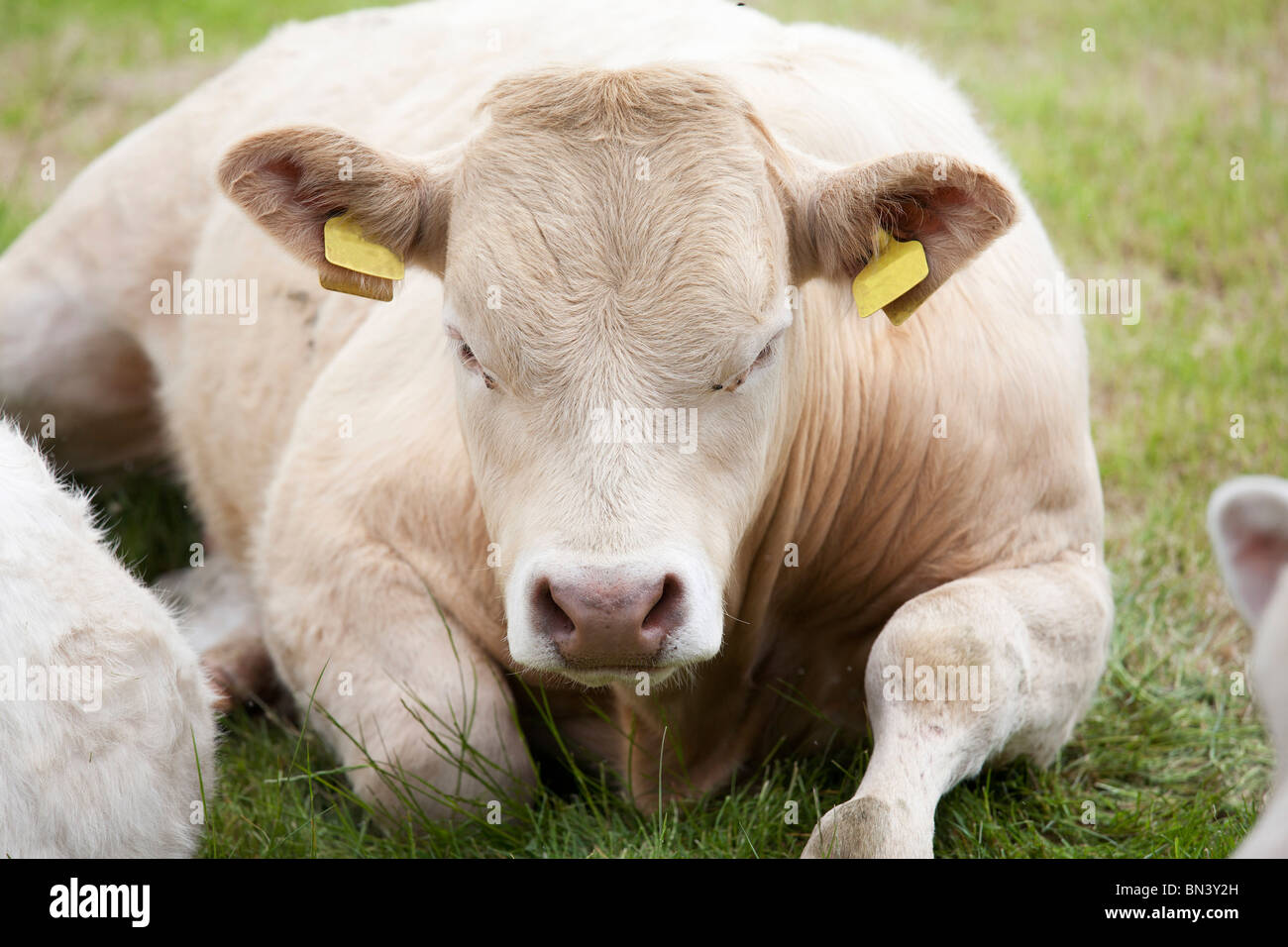 brown cow relaxing in a field Stock Photo - Alamy