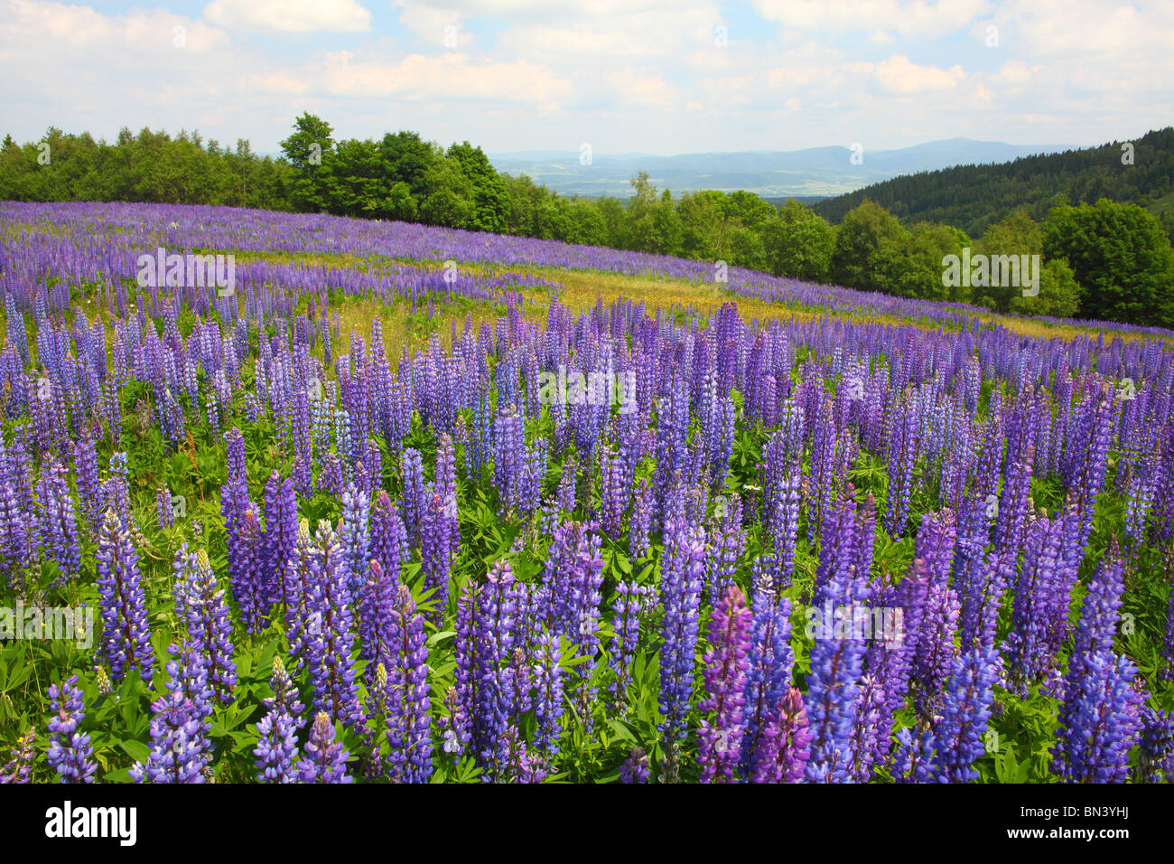 Wild blue lupins blooming in the meadow Lupinus Stock Photo - Alamy