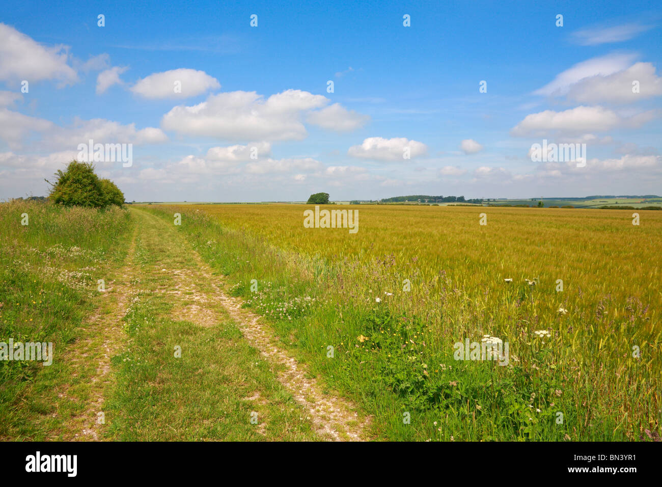 Barley field on the Yorkshire Wolds Way, Fridaythorpe, East Riding of ...