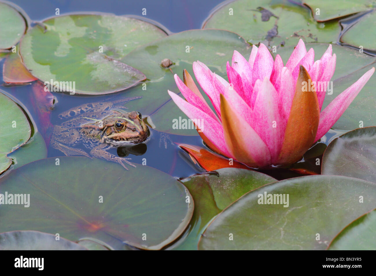 Green frog and water lily Beauty and beast Stock Photo - Alamy