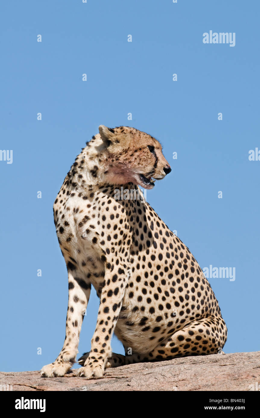 Cheetah standing tanzania hi-res stock photography and images - Alamy