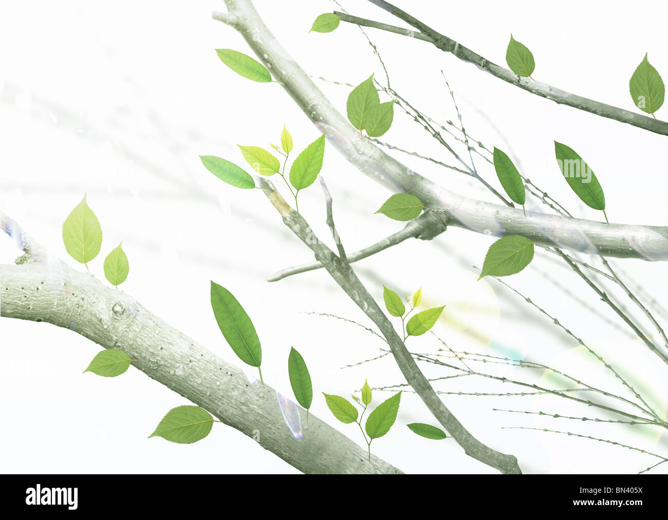 Leaves and branches Stock Photo - Alamy