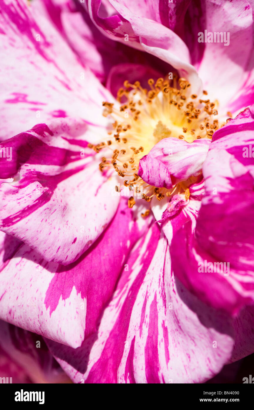 Rosa gallica versicolor june hi-res stock photography and images - Alamy