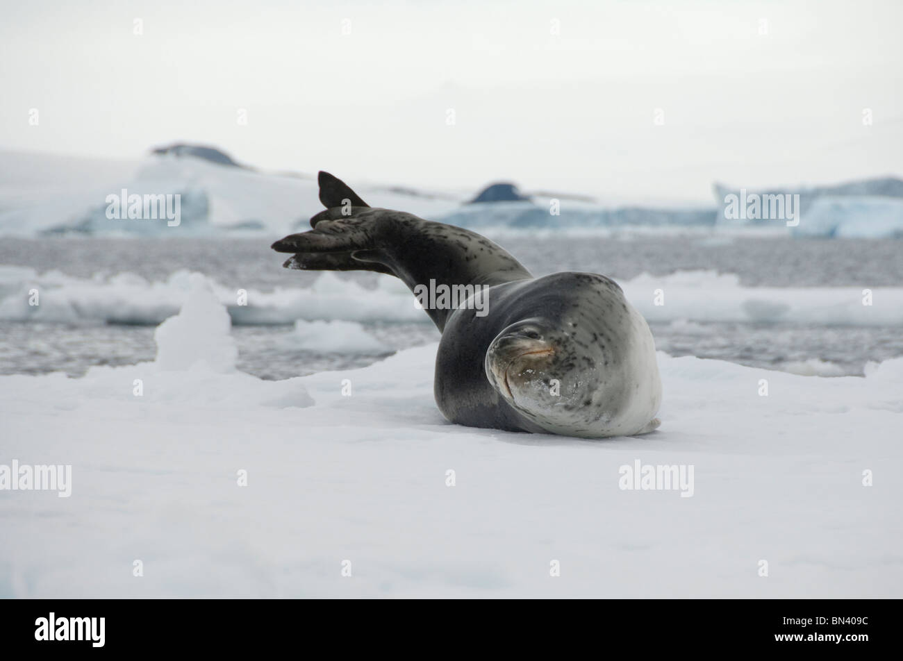Seal leopard hi-res stock photography and images - Alamy