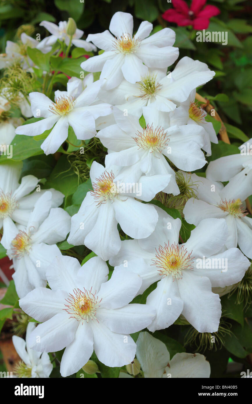 White clematis hi-res stock photography and images - Alamy