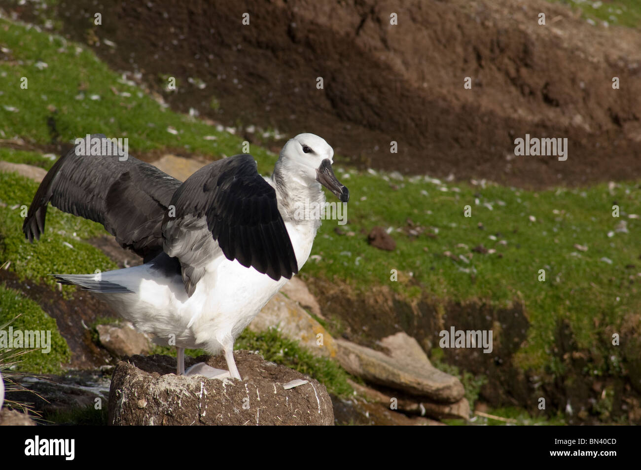 Falkland Islands, West Falkland, Saunders Island. Fledgling Black ...