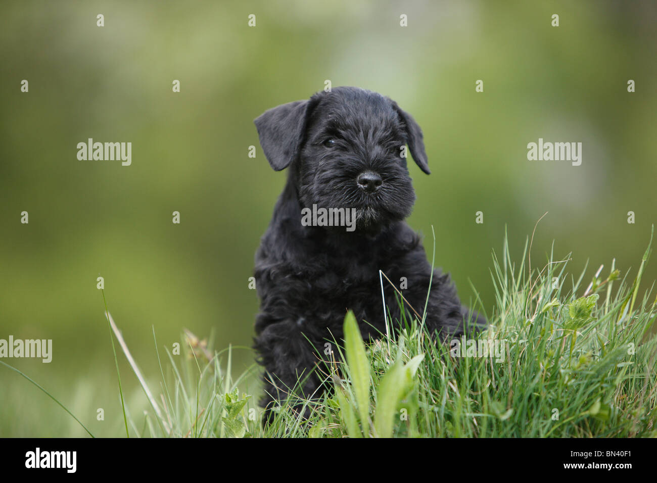 Miniature schnauzer sitting hi-res stock photography and images - Alamy