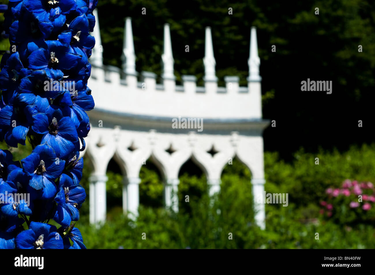 Deep blue Delphiniums in bloom at Painswick Rococo Garden in The ...