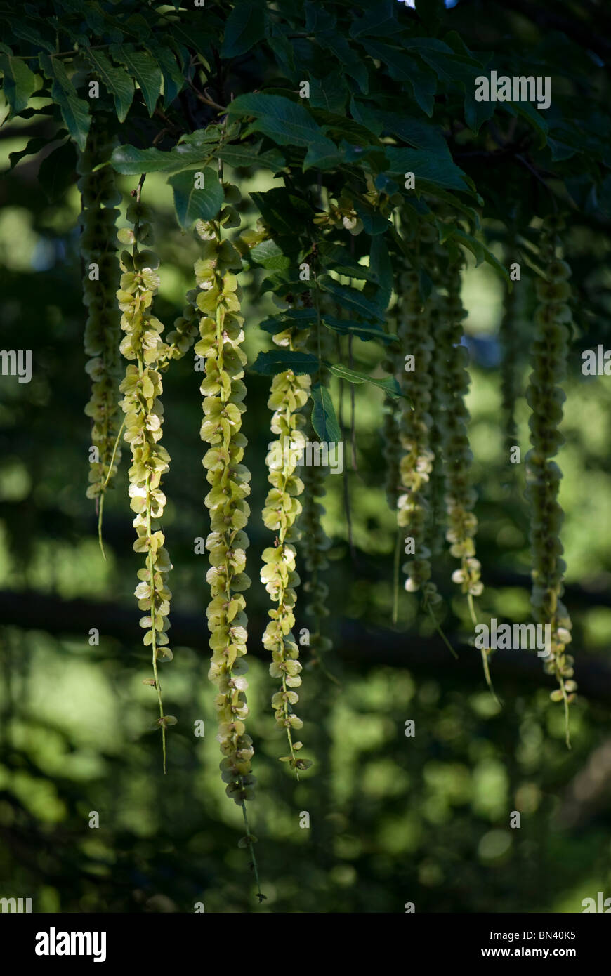 Japanese wingnut hi-res stock photography and images - Alamy