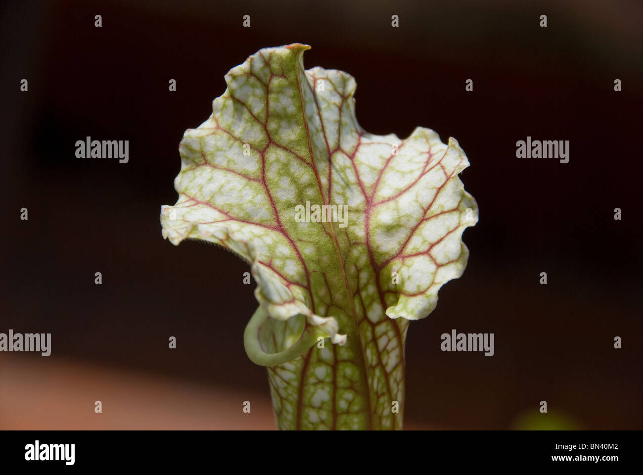 Flavan hi-res stock photography and images - Alamy