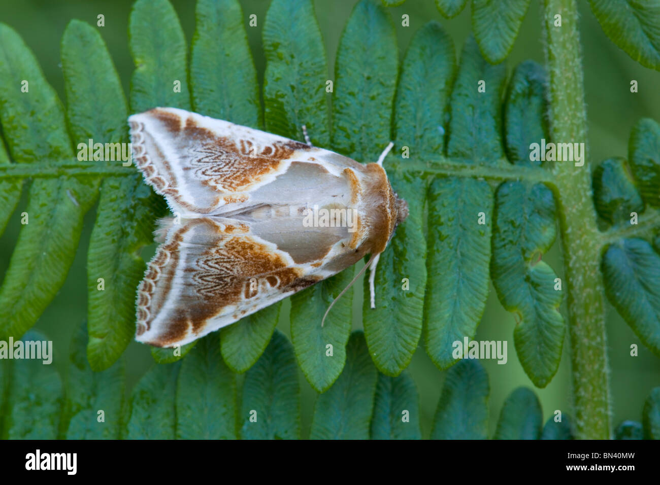 Buff Arches Moth; Habrosyne pyritoides Stock Photo - Alamy