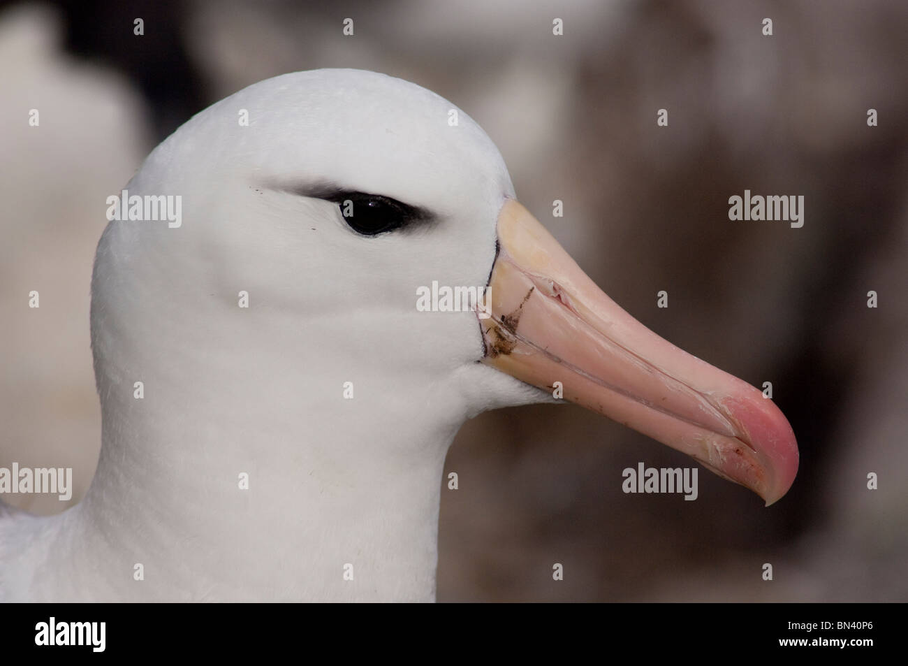 Falkland Islands, West Falkland, West Point Island aka Albatross Island ...