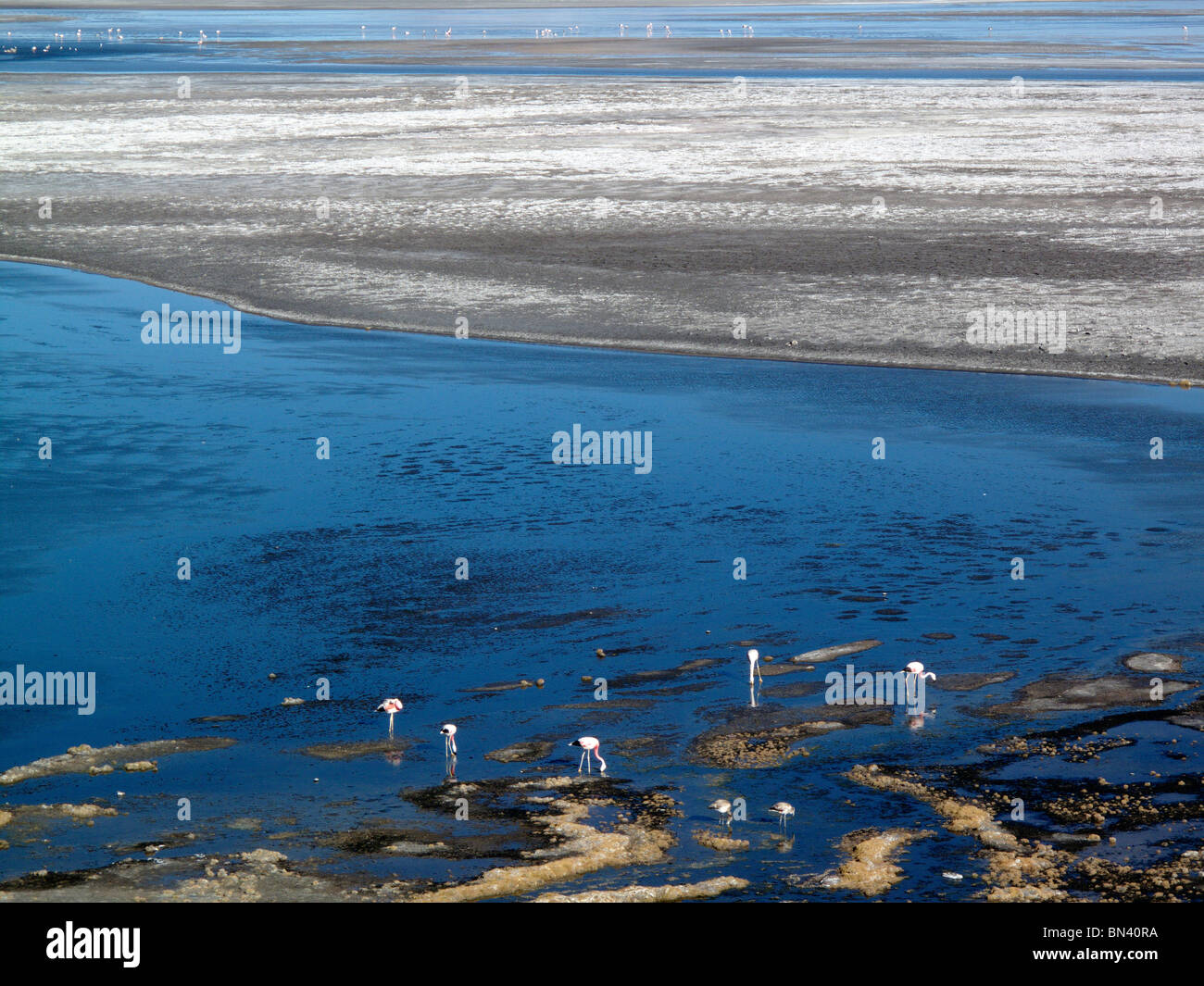 The Laguna Colorada or Lake Colorada in the southern altiplano in ...