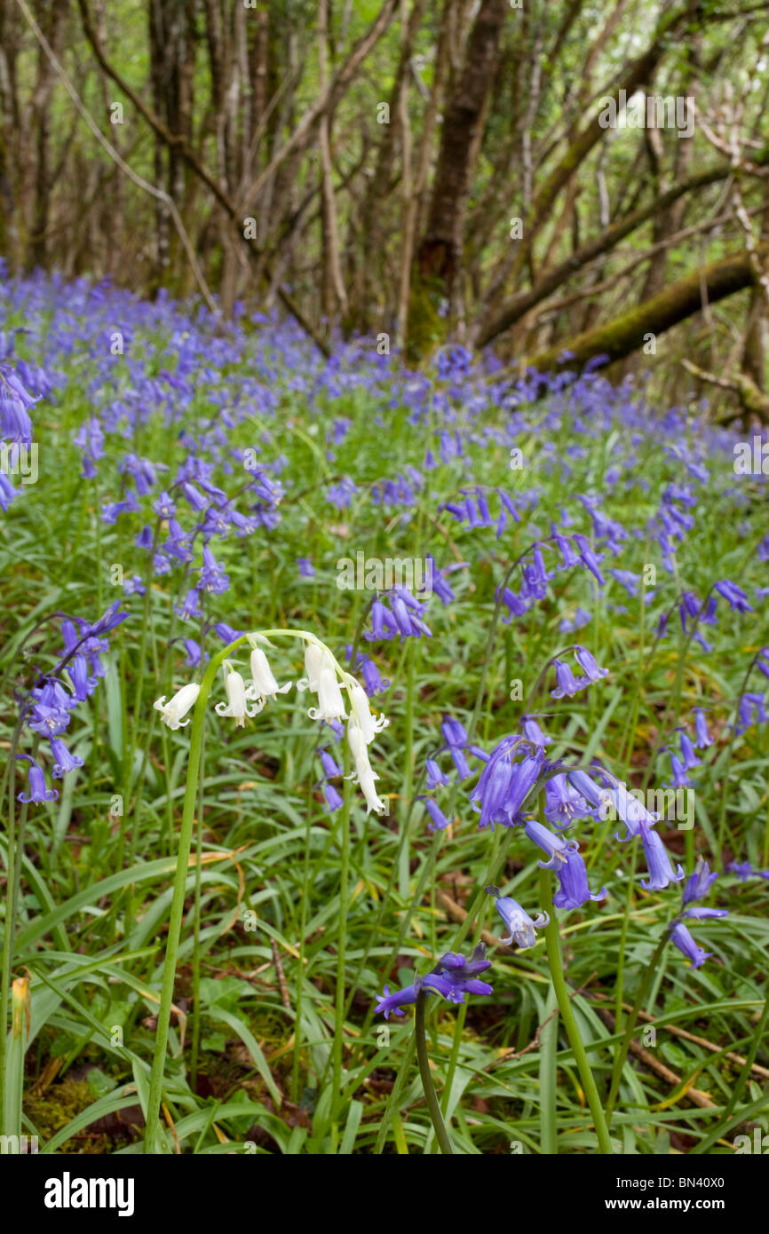 Cabilla woods hi-res stock photography and images - Alamy