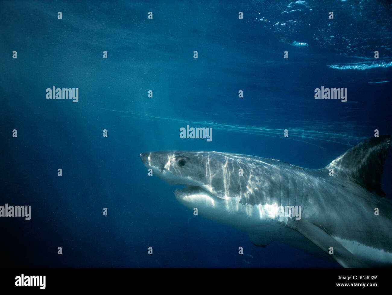 Great White Shark (Carcharodon carcharias), Dangerous Reef, South ...