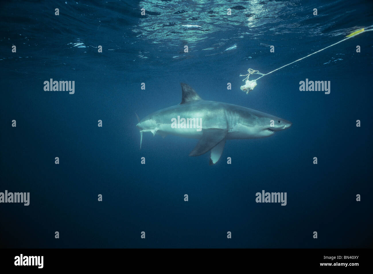 Great White Shark (Carcharodon carcharias), Dangerous Reef, South ...