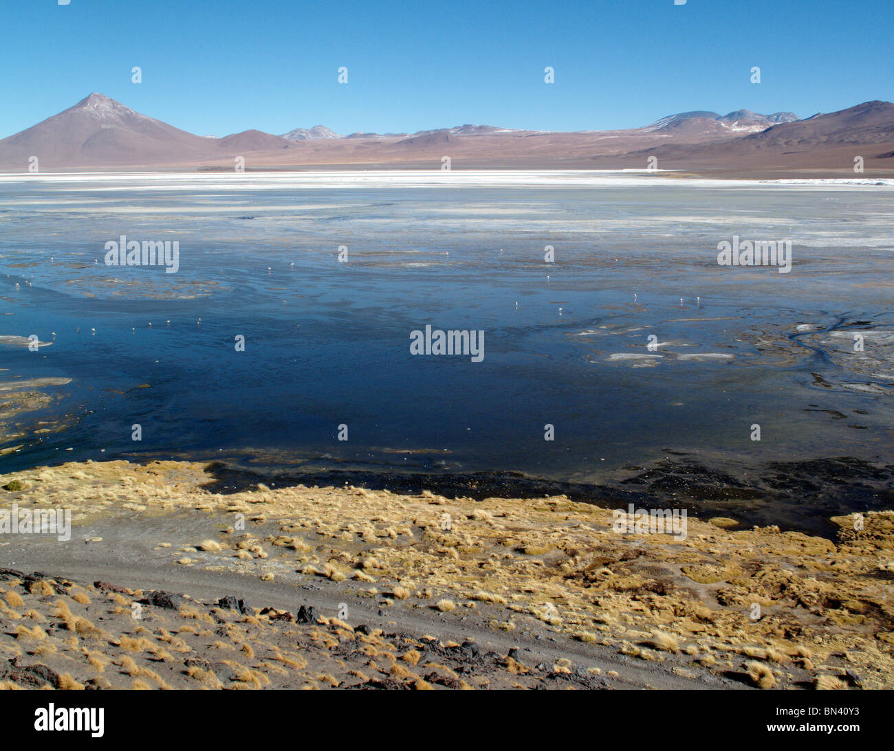 The Laguna Colorada or Lake Colorada in the southern altiplano in ...