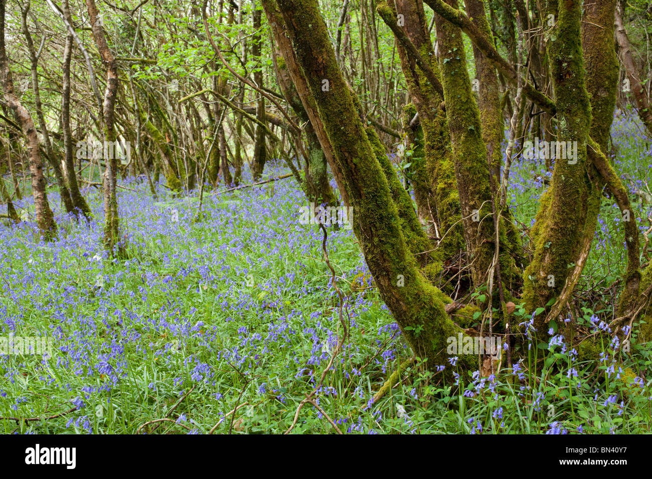 Cabilla Woods; Cornwall Wildlife Trust Reserve Stock Photo - Alamy