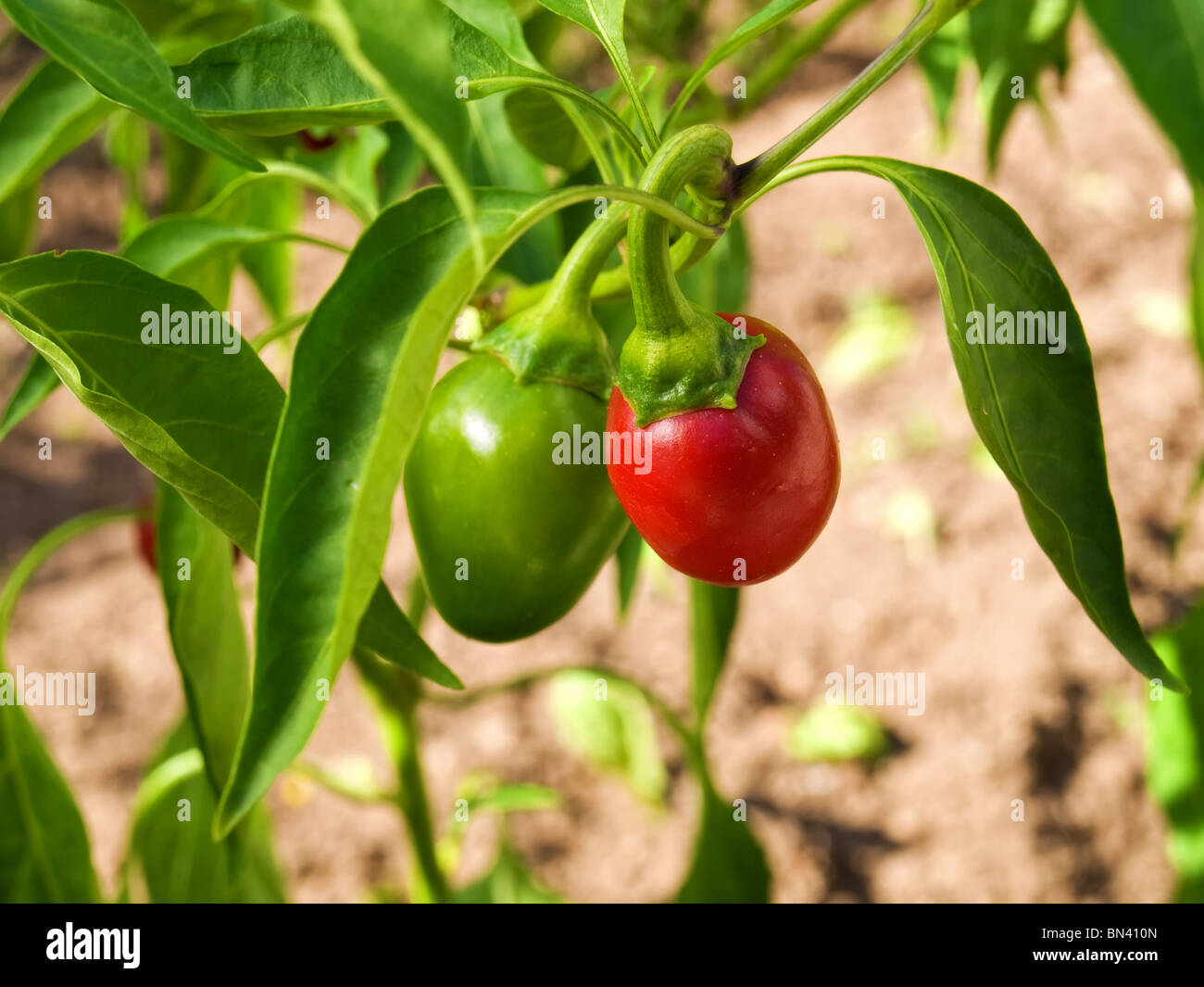 Same plant hi-res stock photography and images - Alamy
