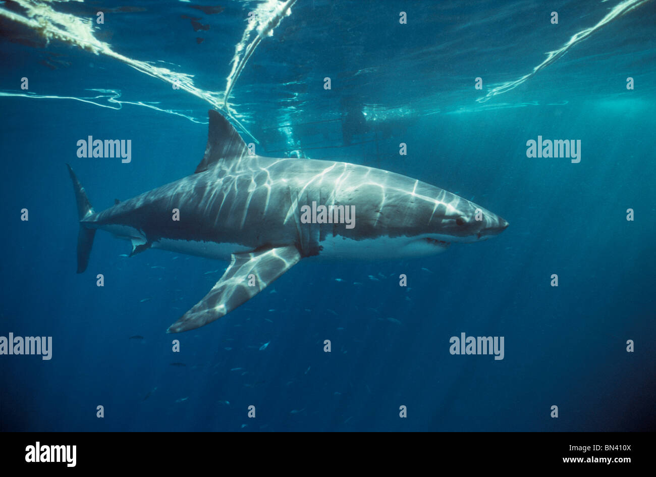 Great Australian Bight Sharks