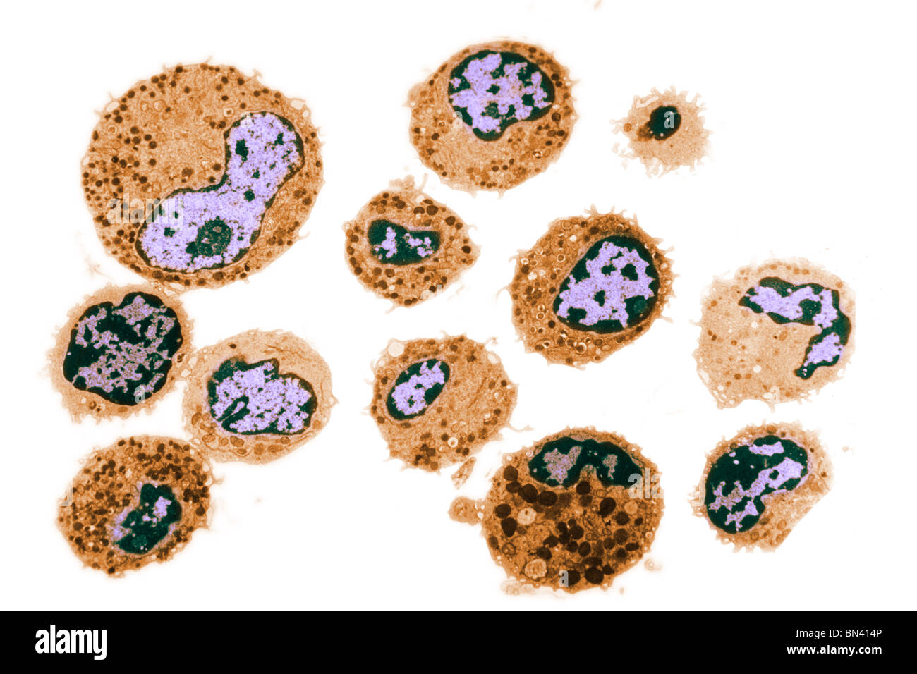 Transmission electron microscope color enhanced hi-res stock ...