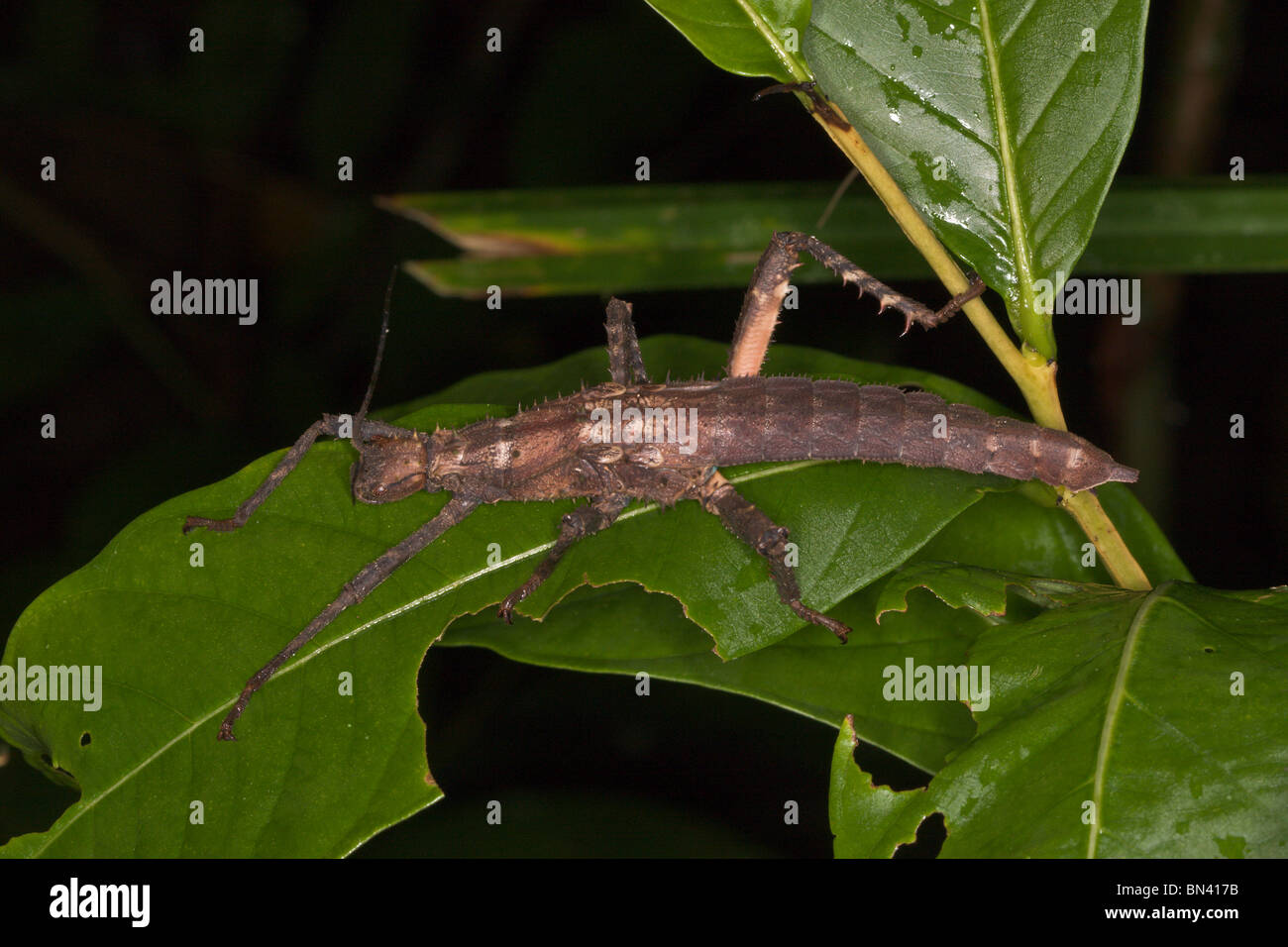 Stick insect borneo hi-res stock photography and images - Alamy