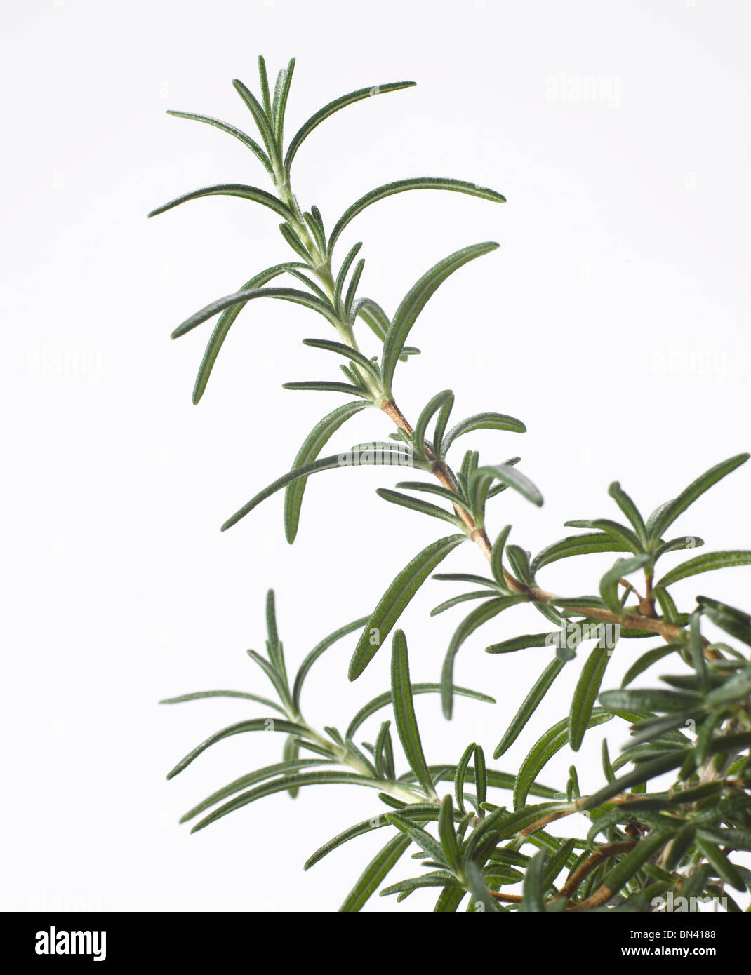 close up sprig of fresh rosemary on white background Stock Photo - Alamy
