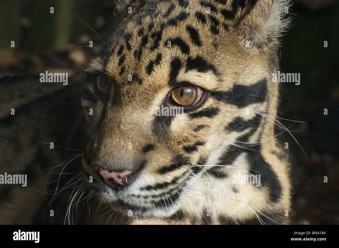 Clouded Leopard Face