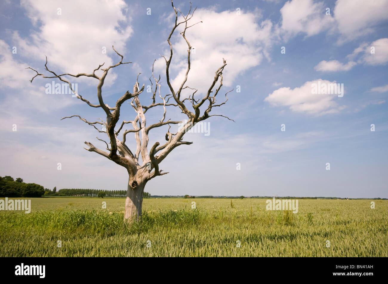 Dead tree in wheat field hi-res stock photography and images - Alamy