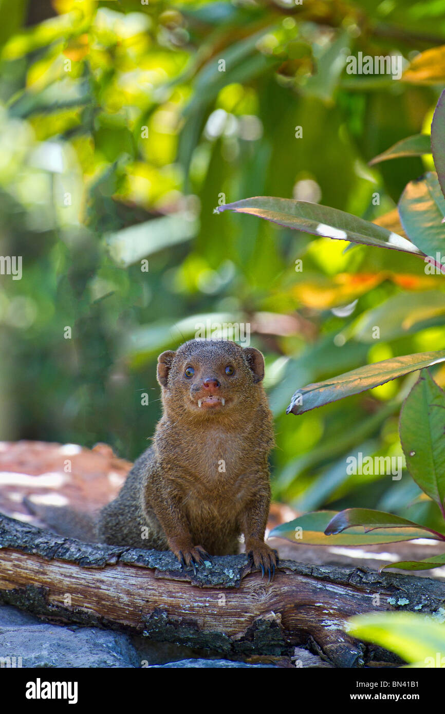 Fang teeth hi-res stock photography and images - Alamy