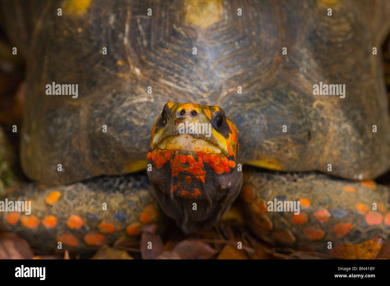 Close-up of Red-footed tortoise staring at camera Stock Photo - Alamy