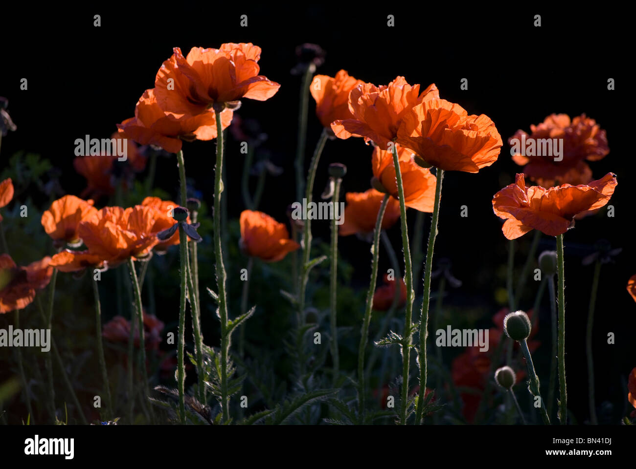 Red poppies, backlit Stock Photo - Alamy