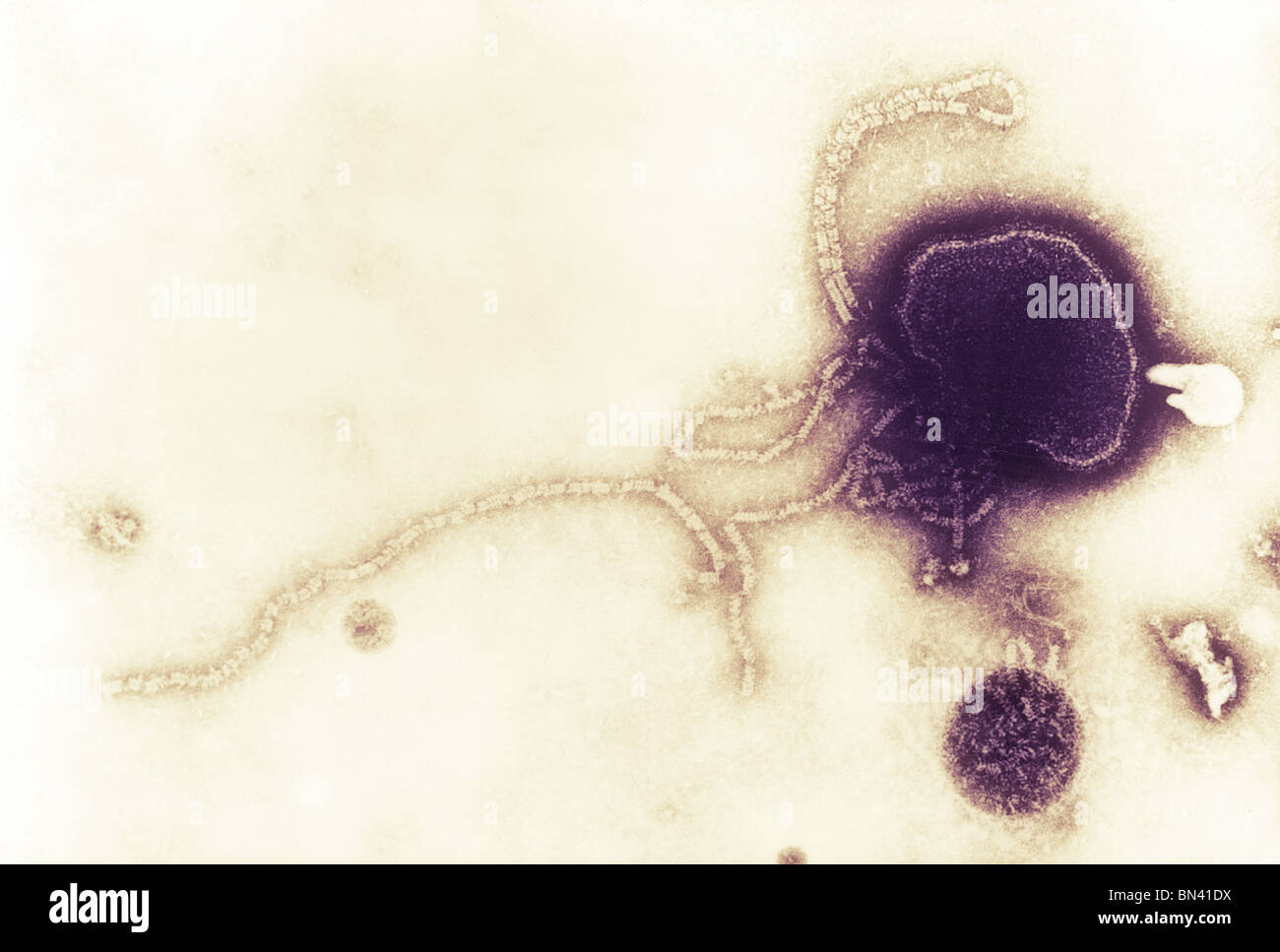 Human parainfluenza virus hpiv hi-res stock photography and images - Alamy