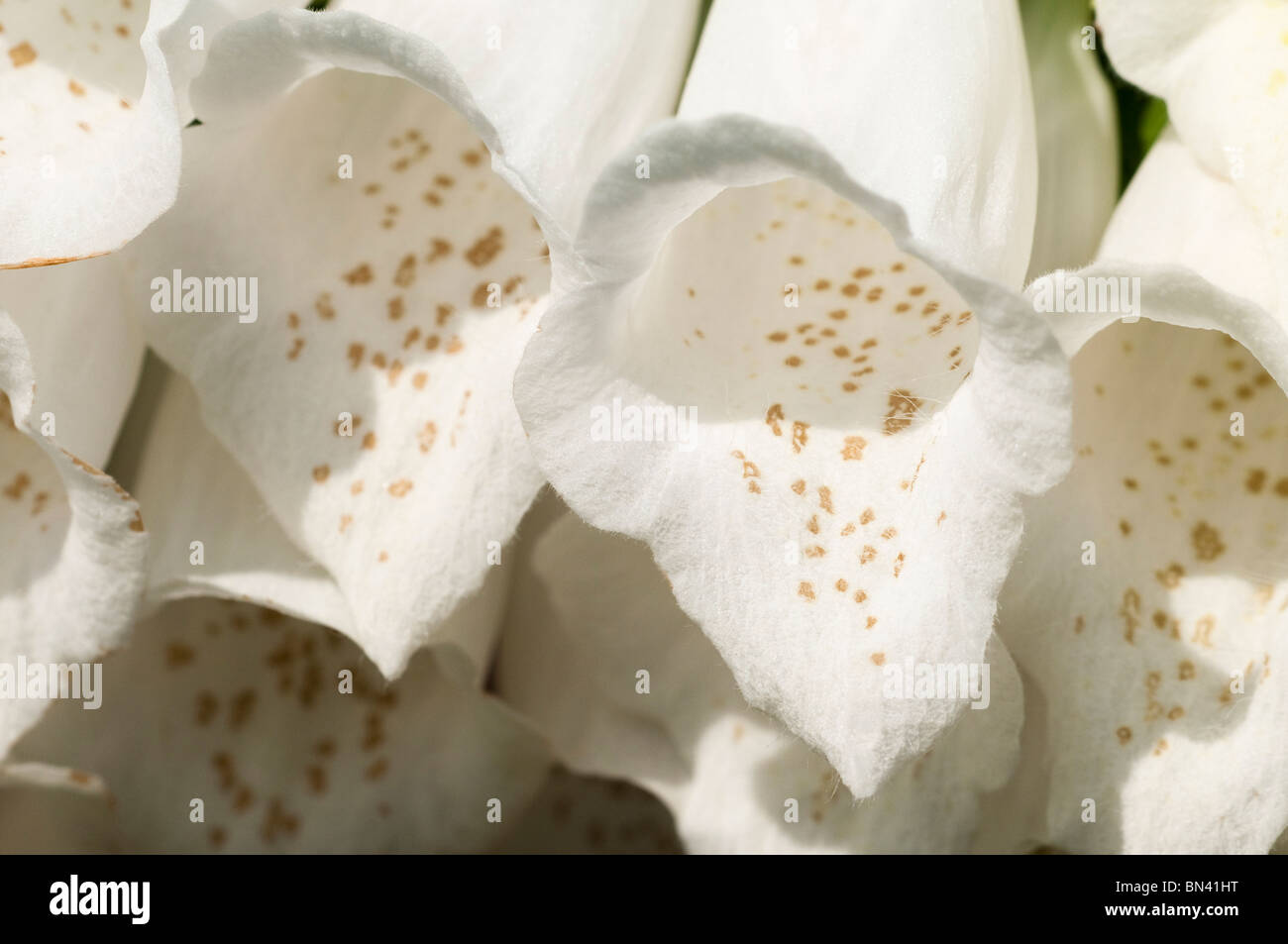 Close up of white foxglove flowers, Digitalis alba, in summer Stock ...