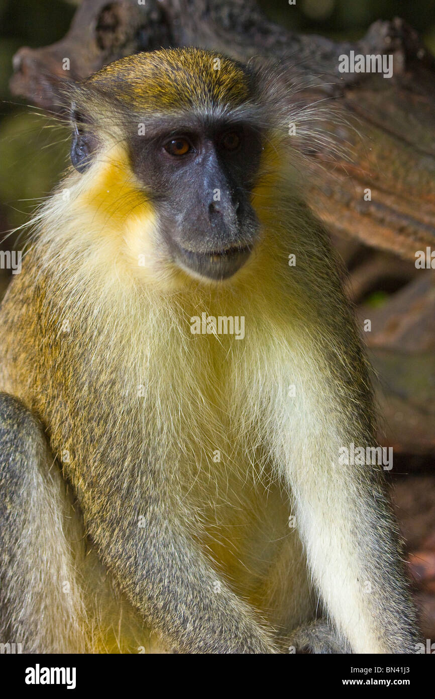 Green monkey hi-res stock photography and images - Alamy