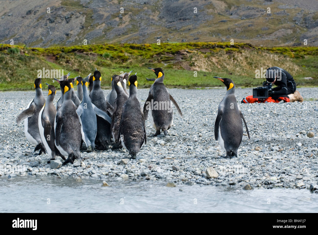 Colony king penguins together hi-res stock photography and images - Alamy