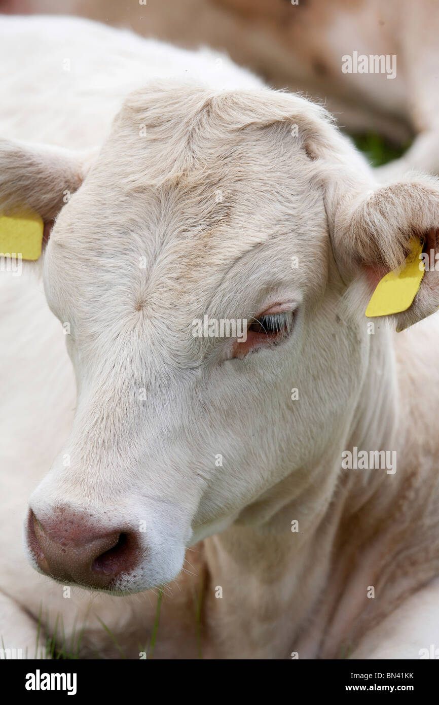 brown cow relaxing in a field Stock Photo - Alamy