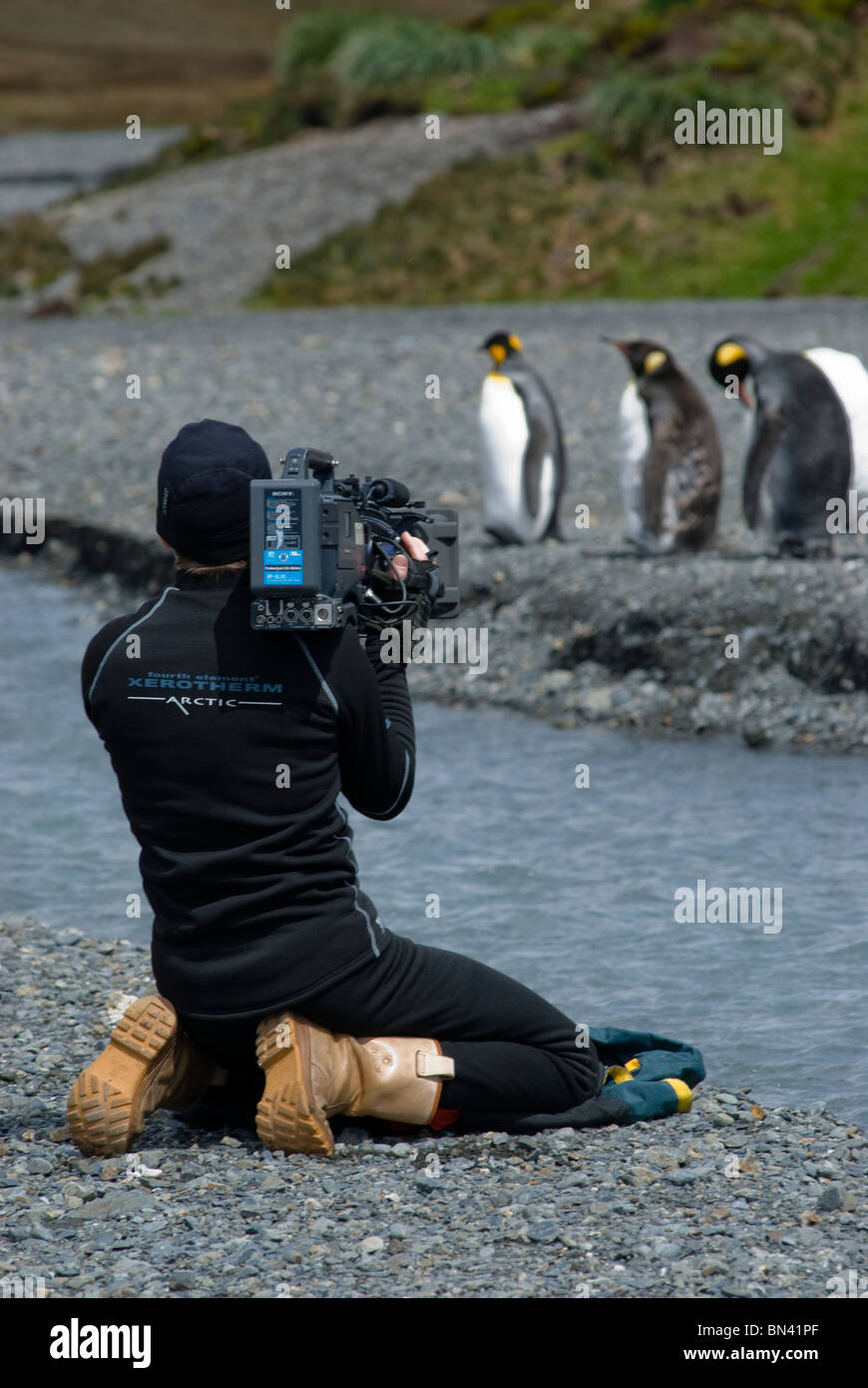 Man filming penguins hi-res stock photography and images - Alamy
