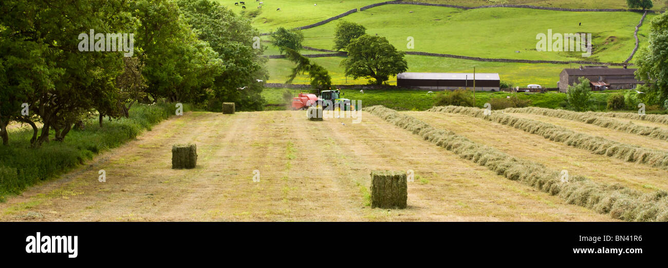 Hay in the making hi-res stock photography and images - Alamy