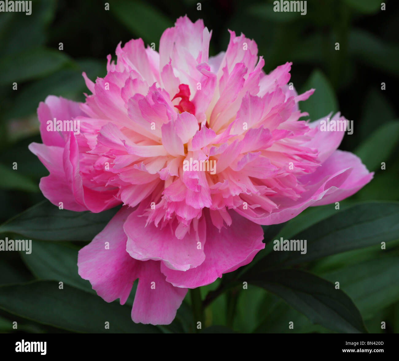 Pink peony flower close up Peonia Stock Photo - Alamy