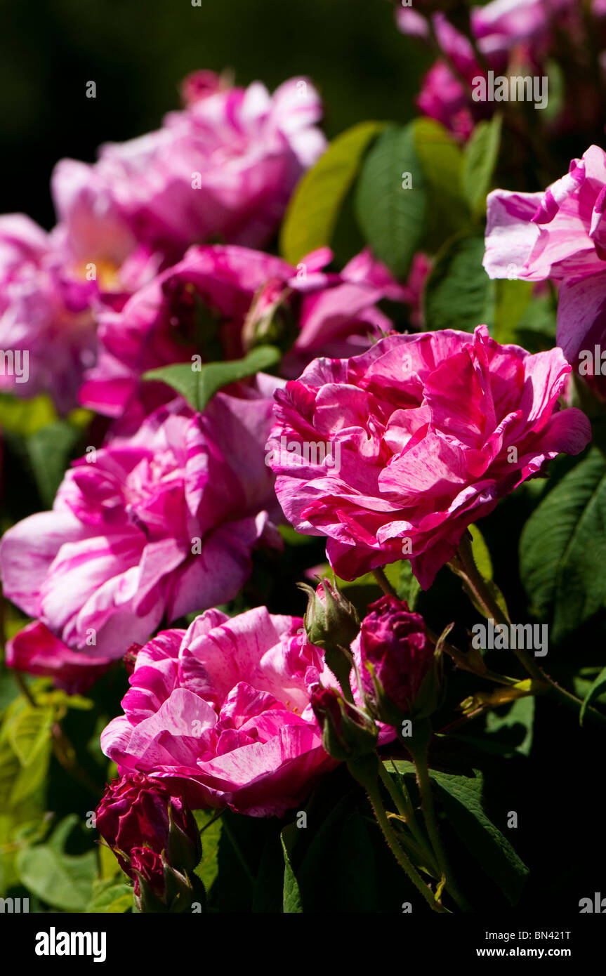 Rosa mundi rose, Rosa gallica ‘Versicolor’, in flower at Painswick ...