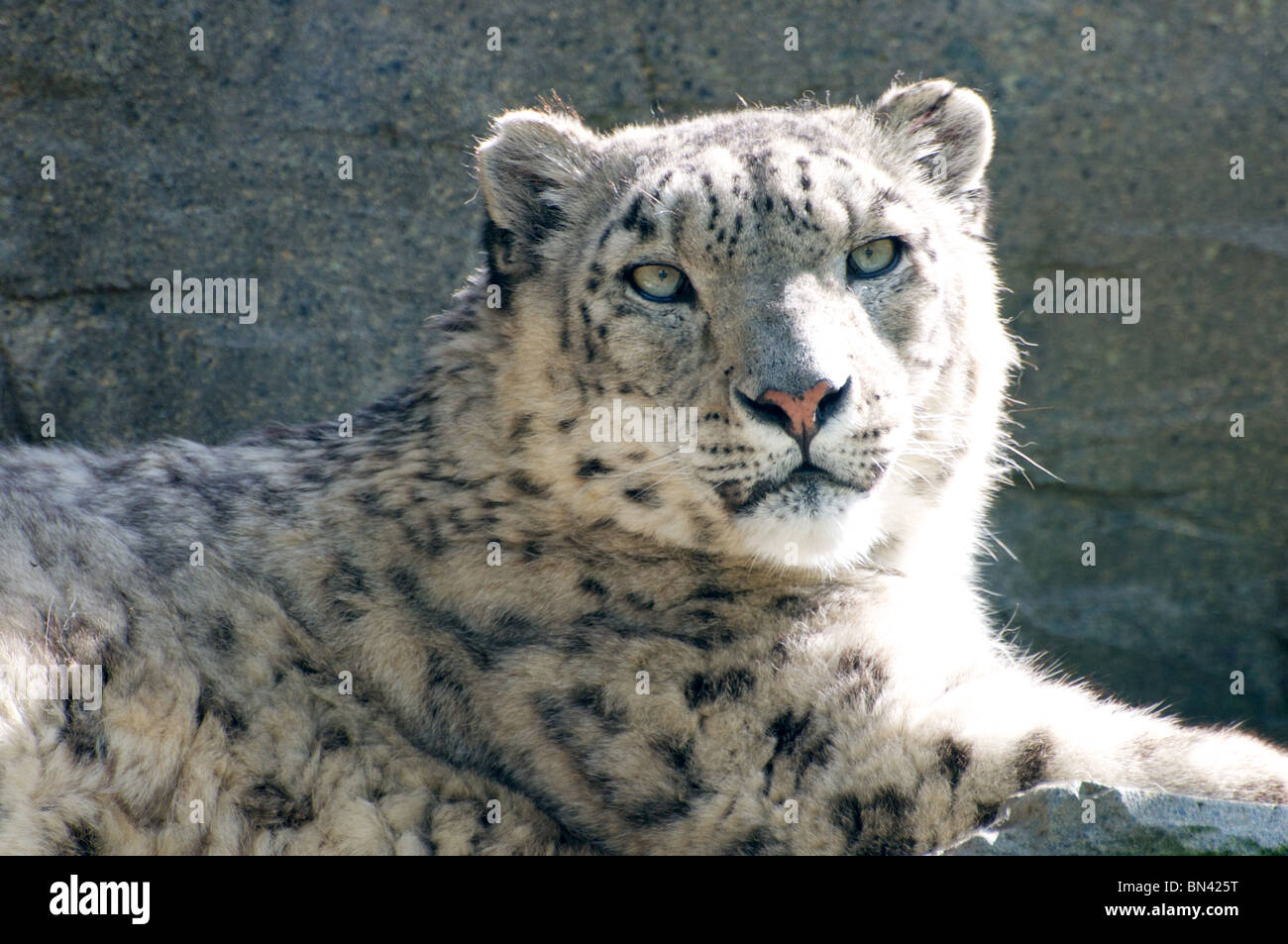 Female snow leopard hi-res stock photography and images - Alamy