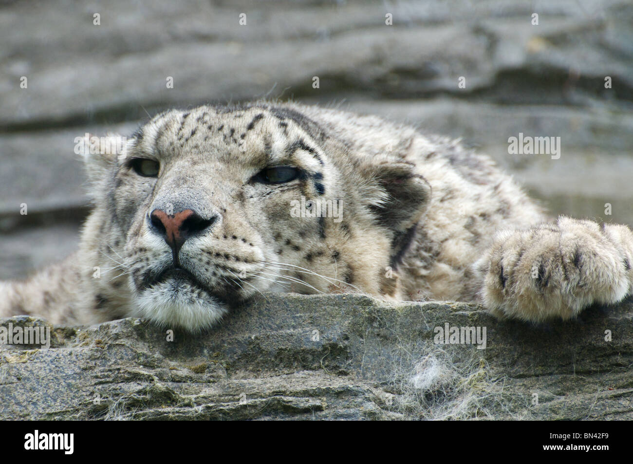 Female snow leopard Stock Photo - Alamy